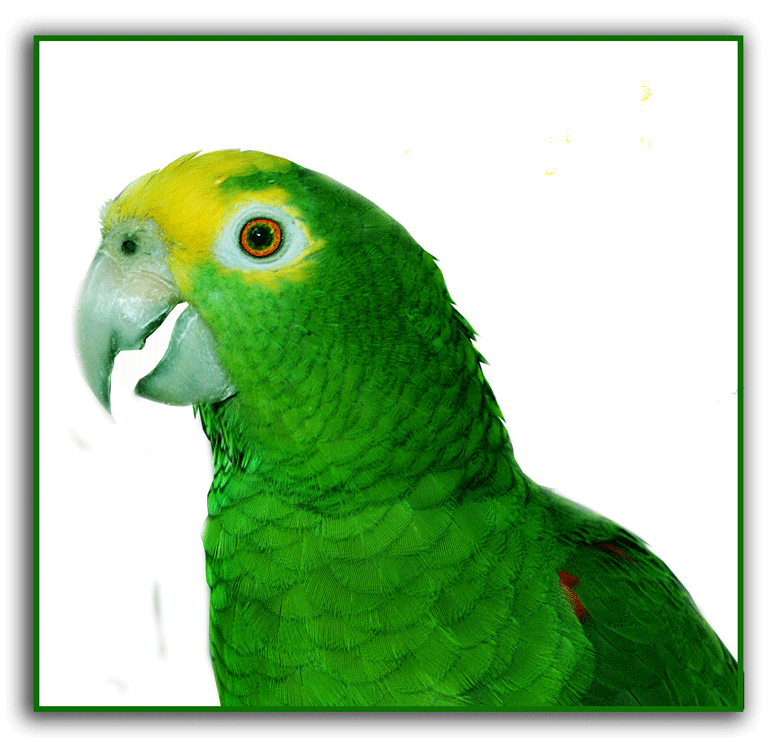 Don’t Be a Parrot | Intentergy